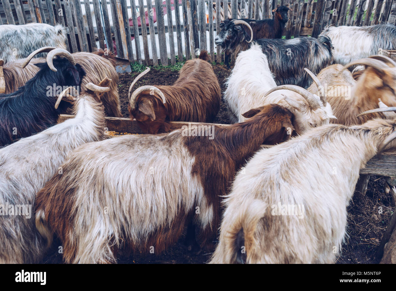 Goats feeding in the farm Stock Photo - Alamy