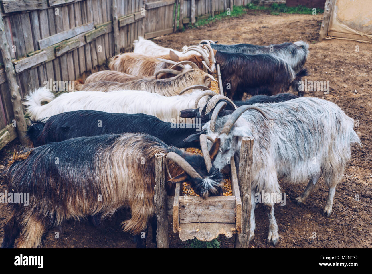 Goats feeding in the farm Stock Photo - Alamy