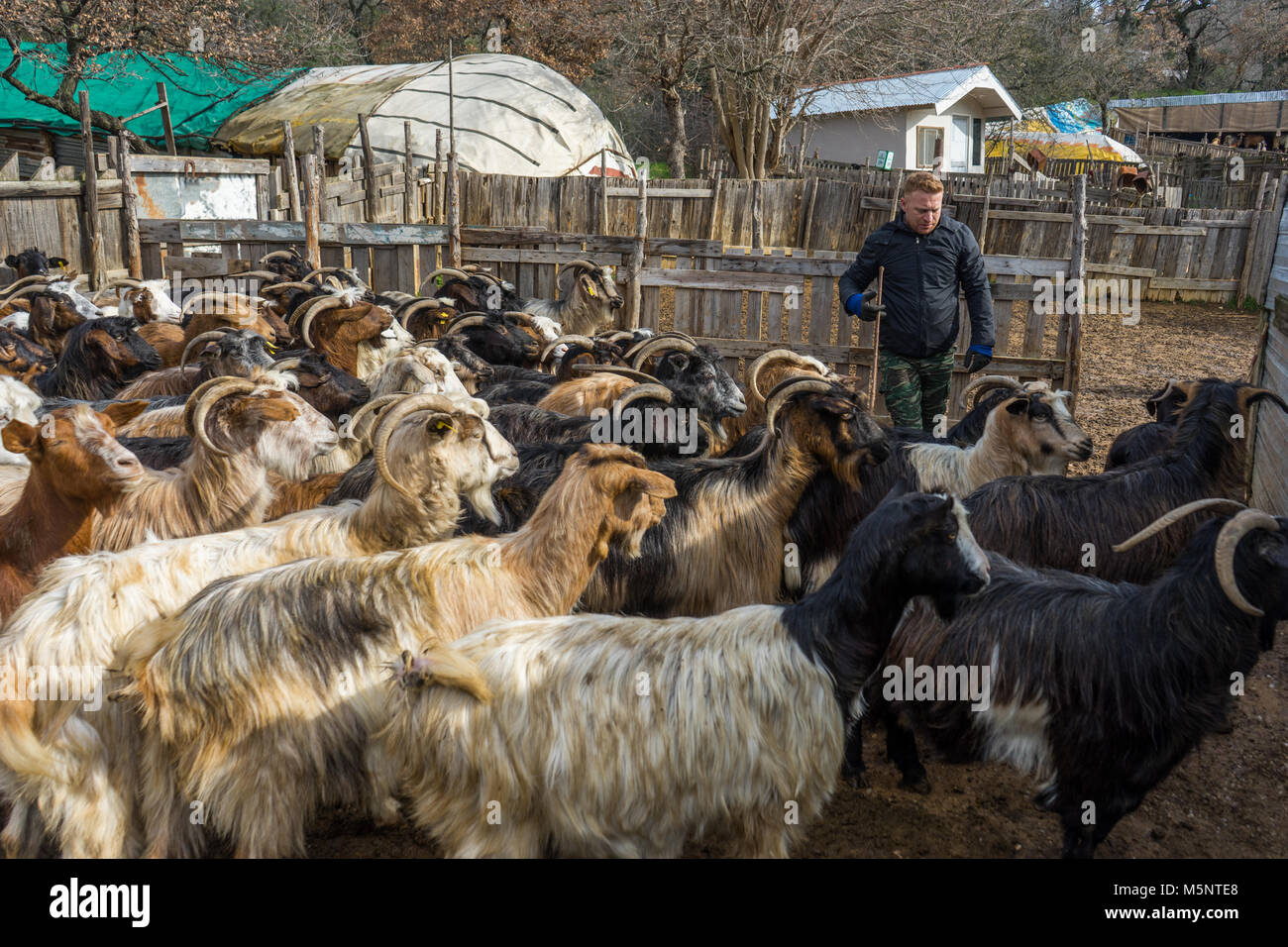 Shepherd with his goats on the farm Stock Photo - Alamy