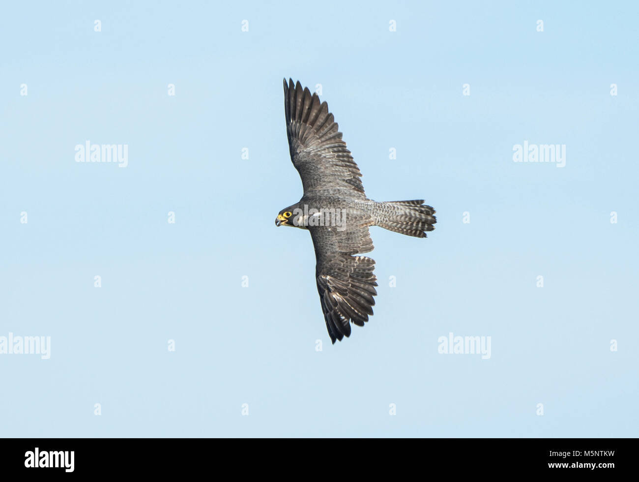 Peregrine Falcon (Falco peregrinus) in Fight Stock Photo - Alamy