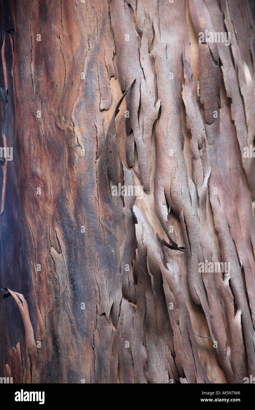 Abstract background pattern of Colorful Eucalyptus tree bark Stock ...