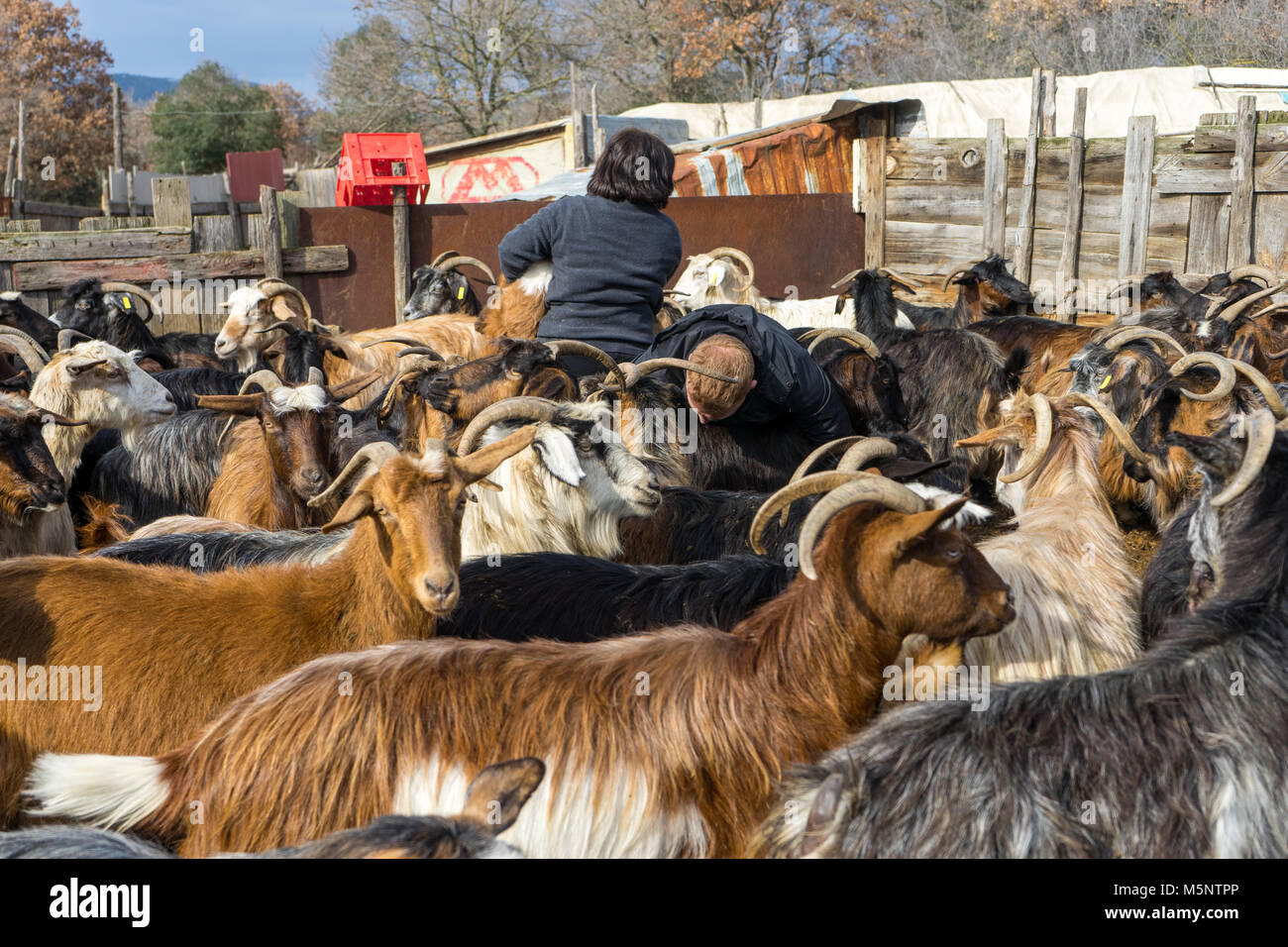 Shepherd with his goats on the farm Stock Photo - Alamy