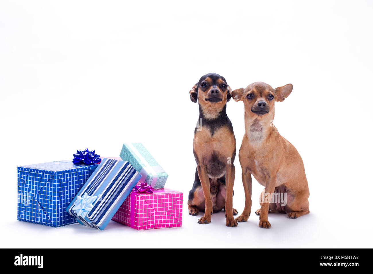 Adorable tiny dogs and gift boxes Stock Photo - Alamy