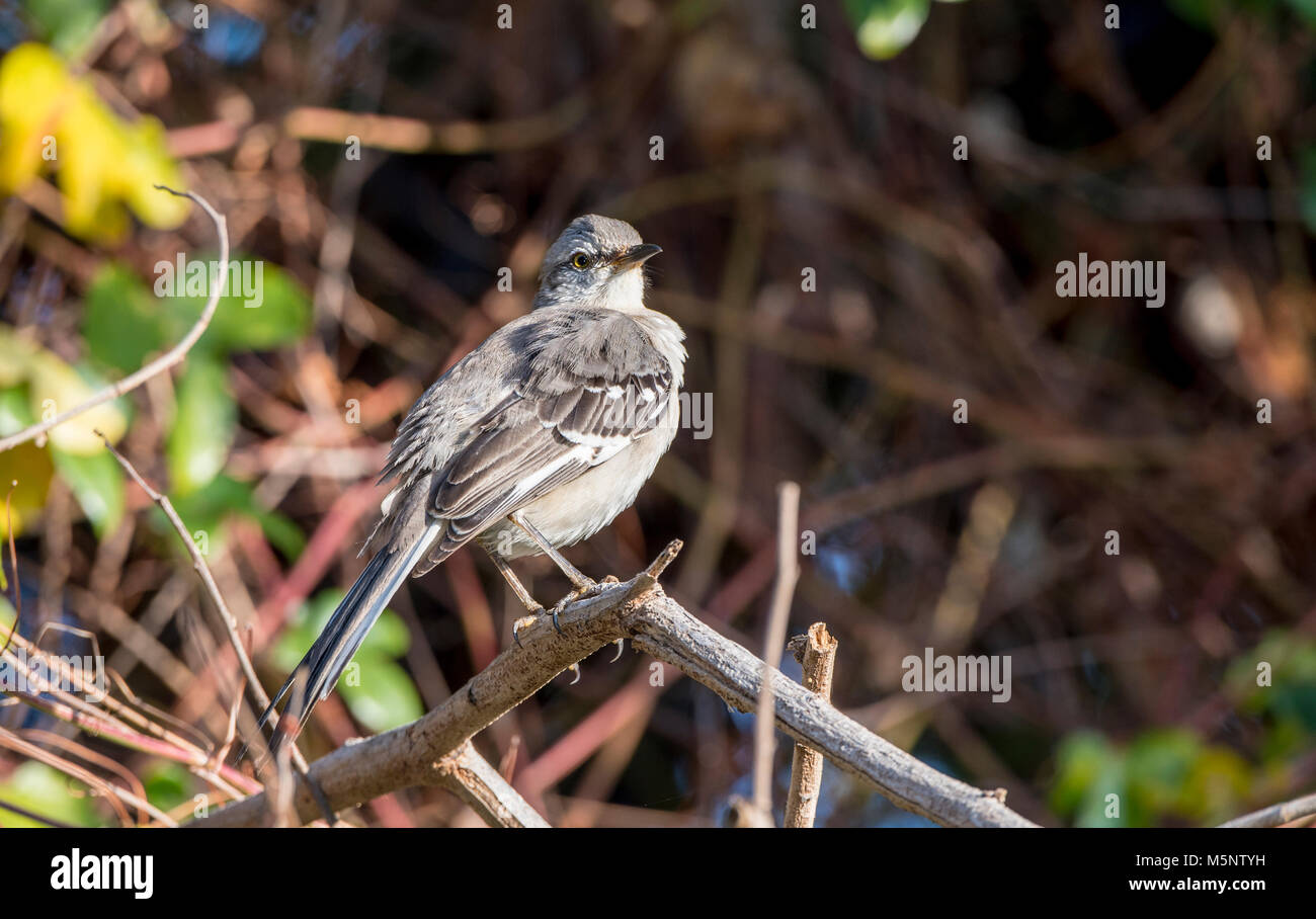 Tropical Mockingbird (Mimus gilvus) Perched in a Tree in Mexico Stock ...