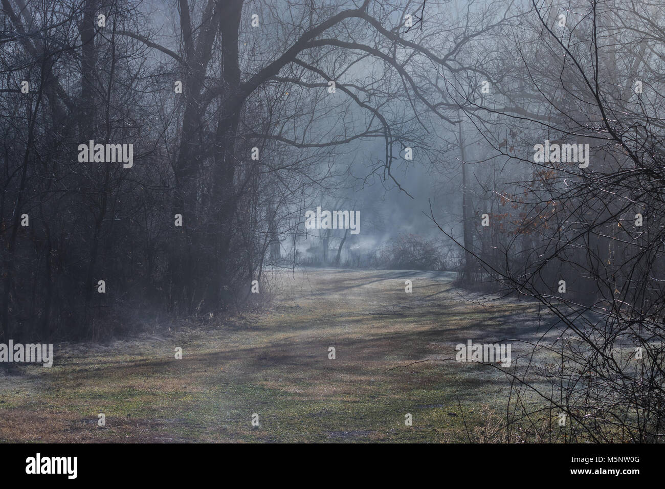 cold frosty pathway in the woods Stock Photo - Alamy