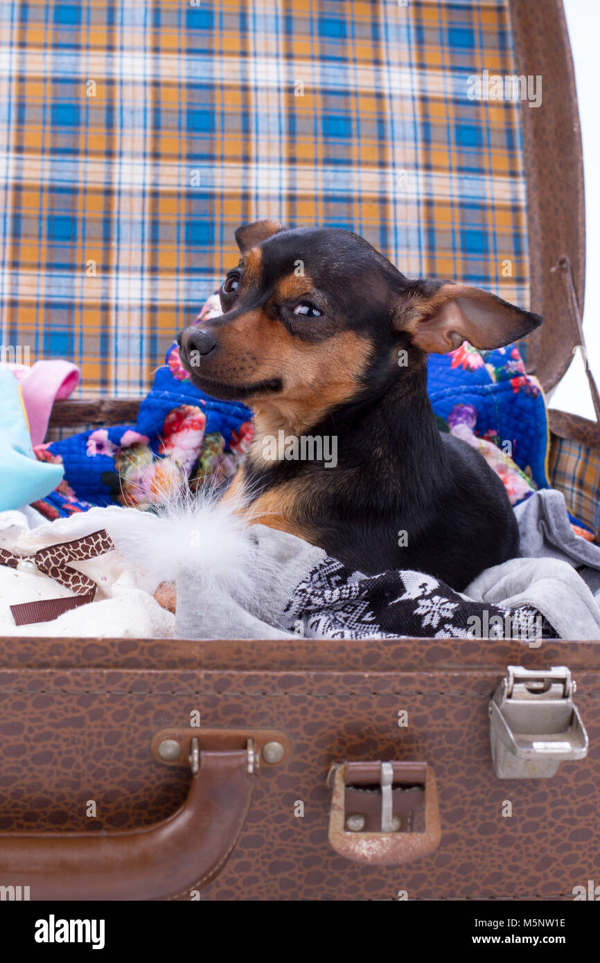 Mini russian toy terrier hi-res stock photography and images - Alamy