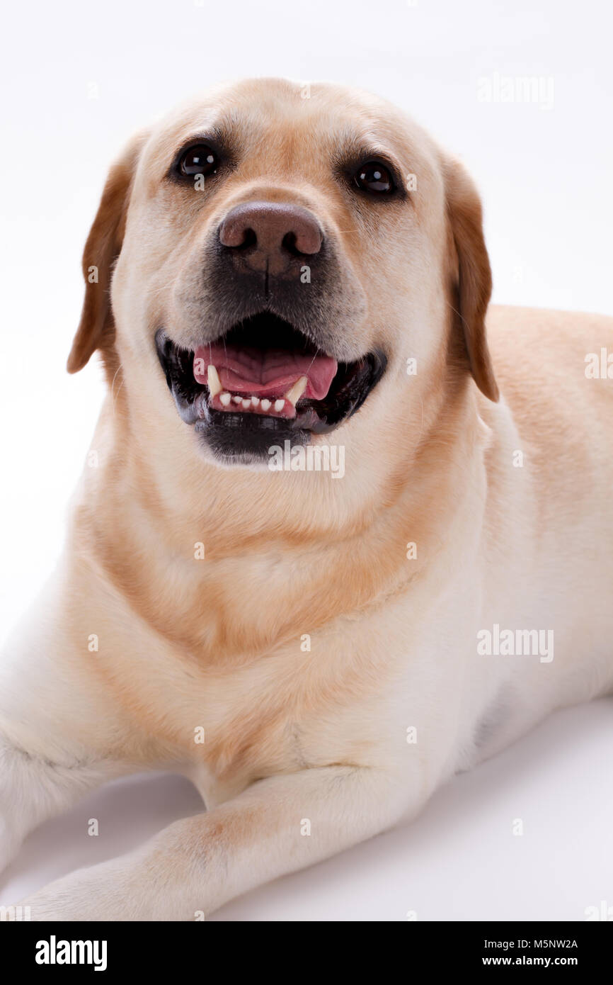 Happy young labrador retriever hi-res stock photography and images - Alamy
