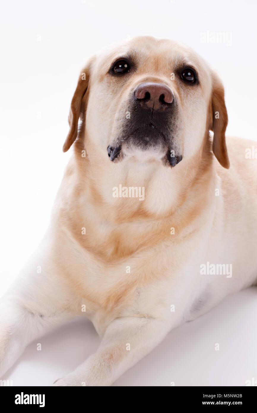 Young labrador retriever, several months old Stock Photo - Alamy