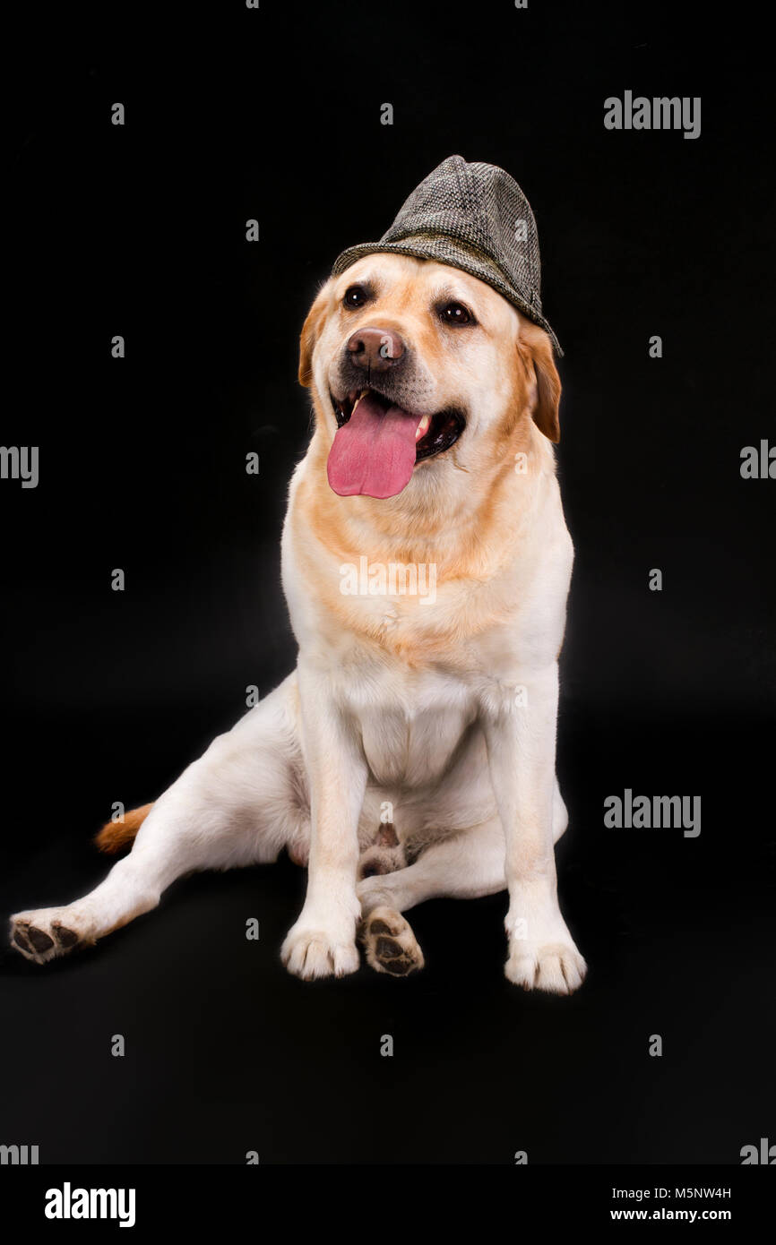 Black labrador wearing hat hi-res stock photography and images - Alamy