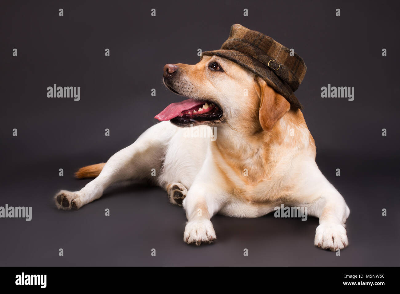 Labrador in hat hi-res stock photography and images - Alamy