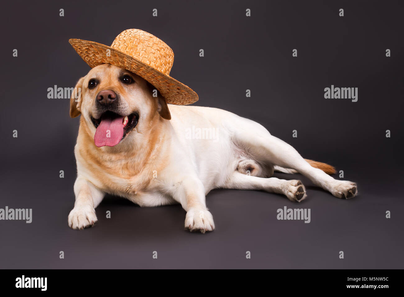Labrador in hat hi-res stock photography and images - Alamy