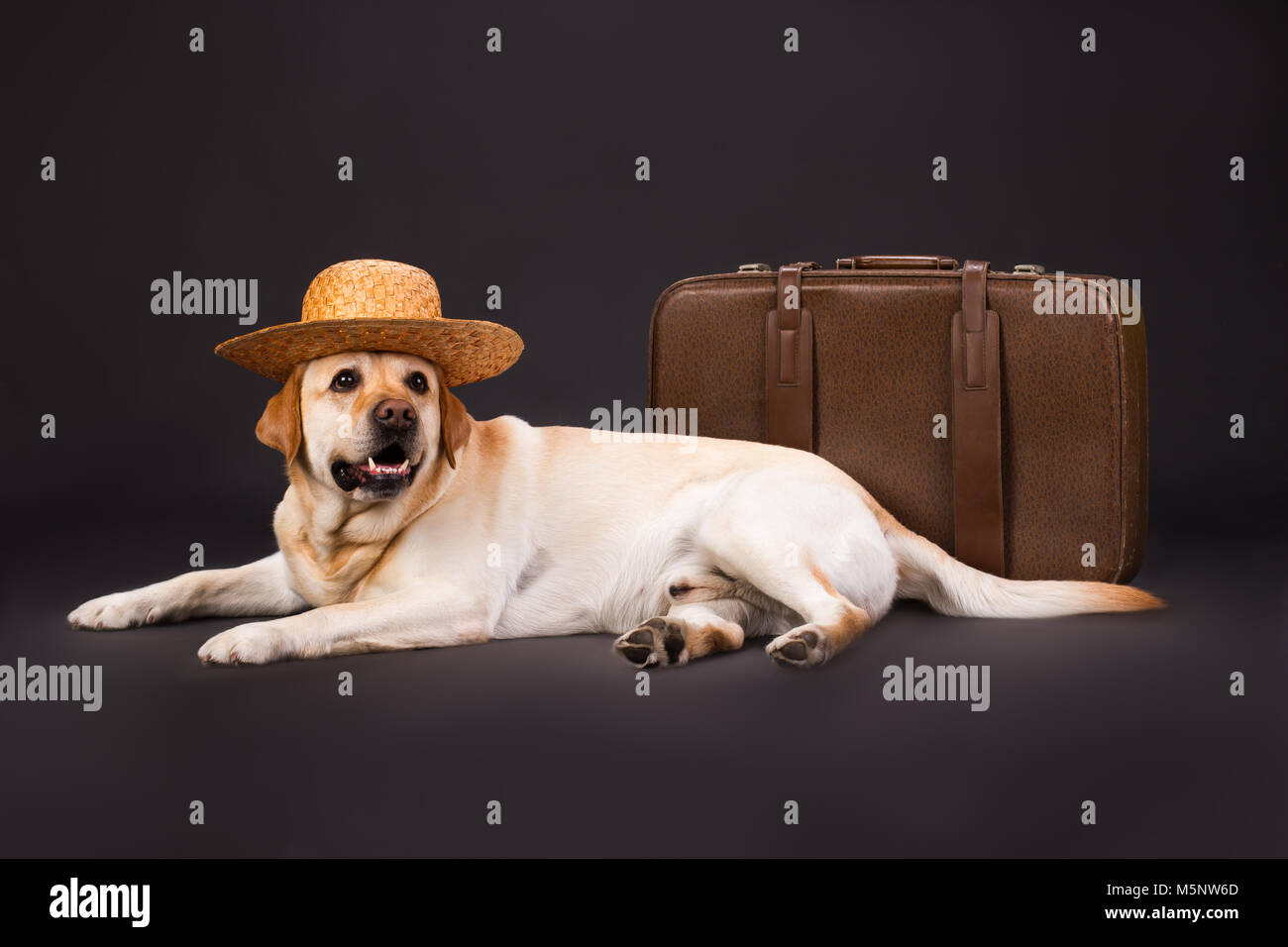 Labrador in hat hi-res stock photography and images - Alamy