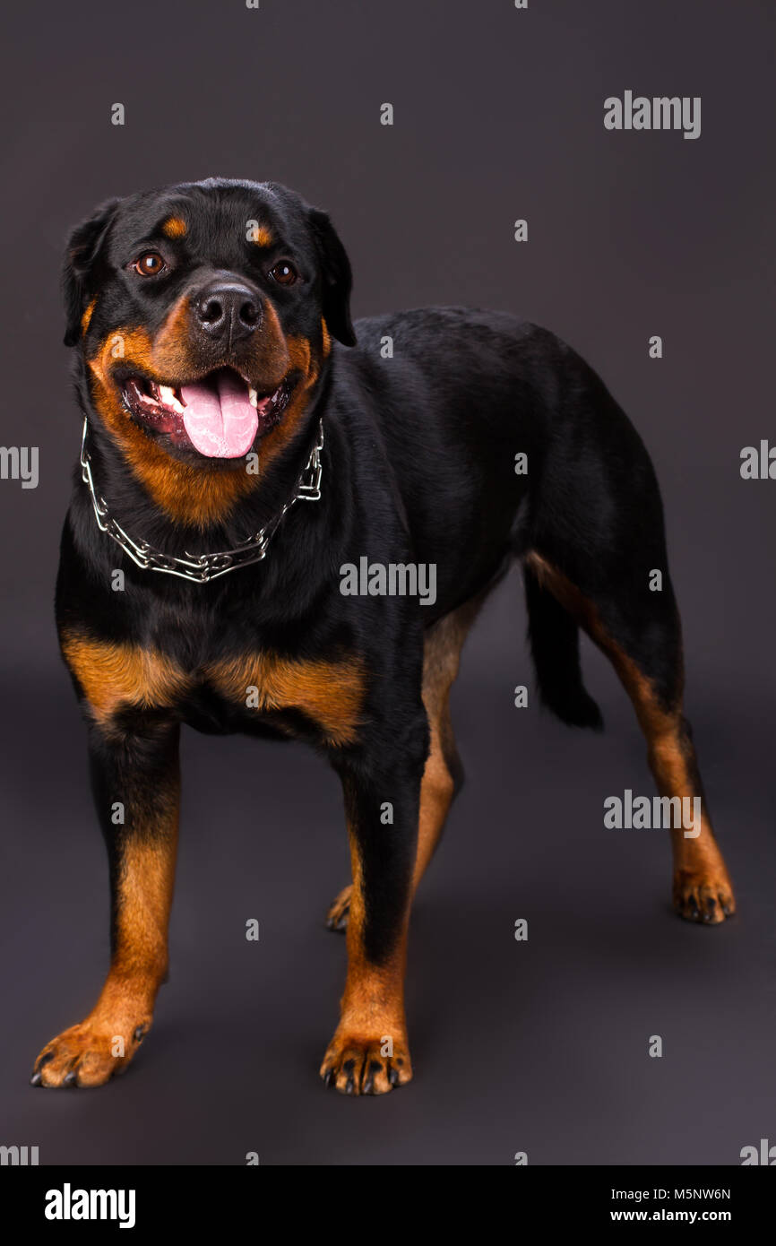 Most Muscular Rottweiler