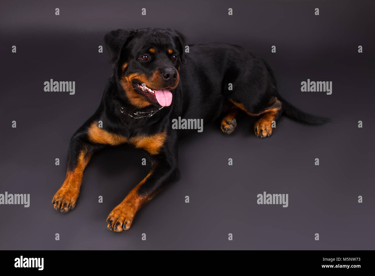 Purebred rottweiler on black background hi-res stock photography and ...