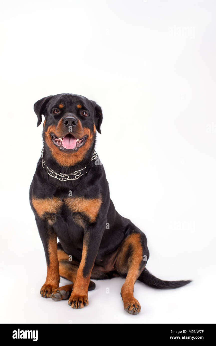 White Rottweiler Puppies