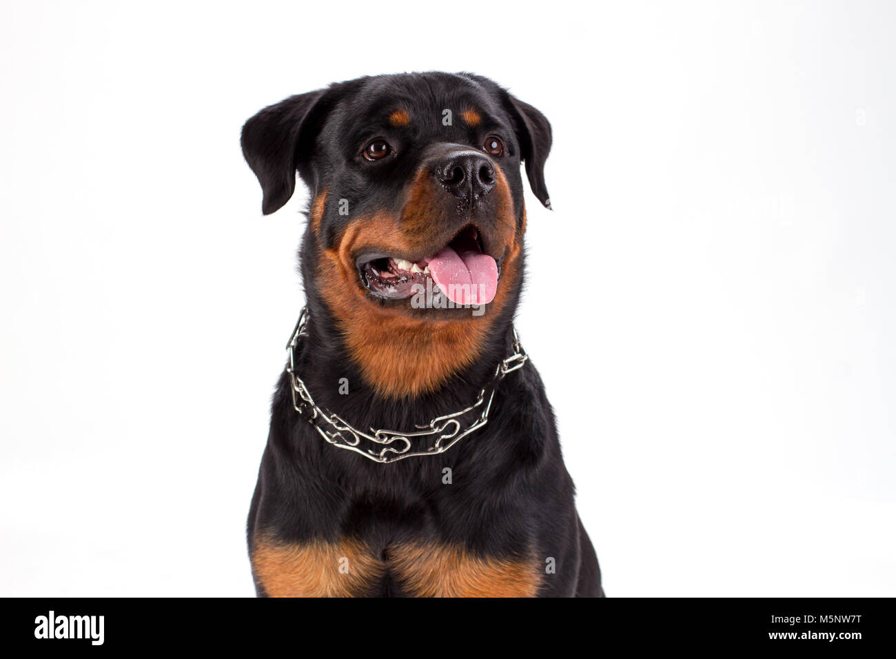 Close up rottweiler breed hi-res stock photography and images - Alamy