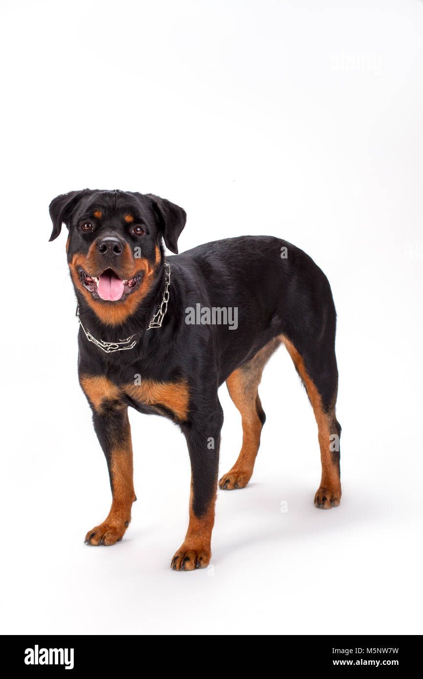 Purebred young rottweiler, studio shot Stock Photo - Alamy