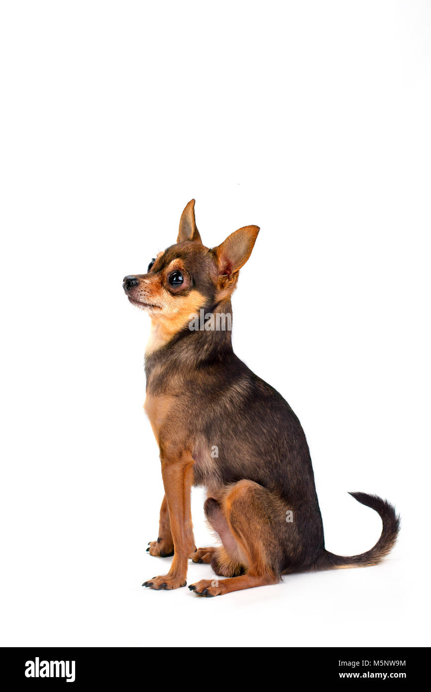 Tiny sleek-haired dog, studio shot Stock Photo - Alamy