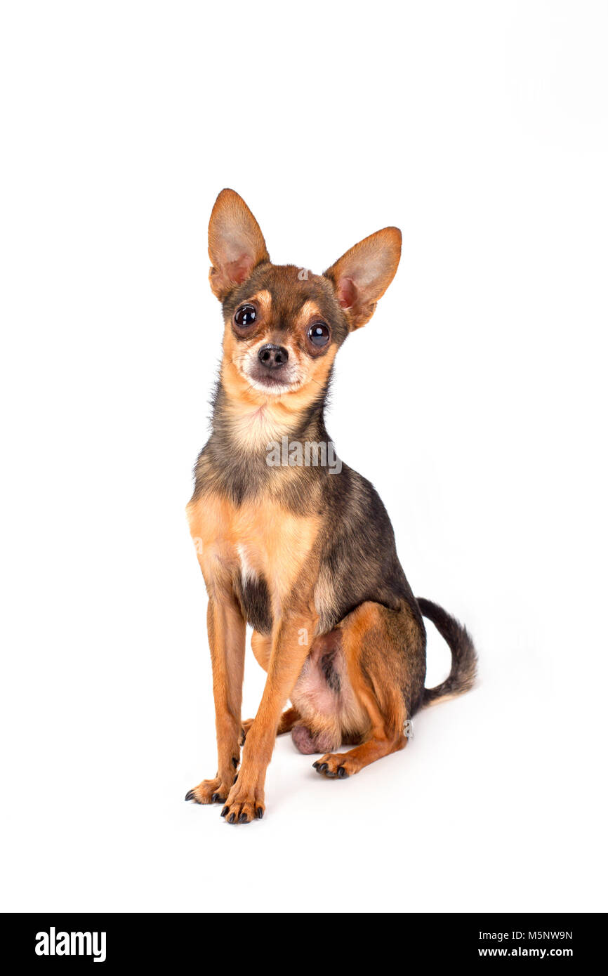 Russian toy terrier mini dog hi-res stock photography and images - Alamy