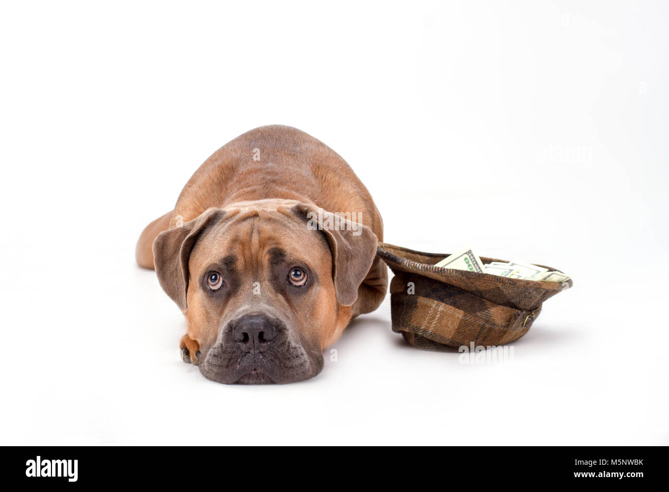 Cute cane corso, studio portrait Stock Photo - Alamy