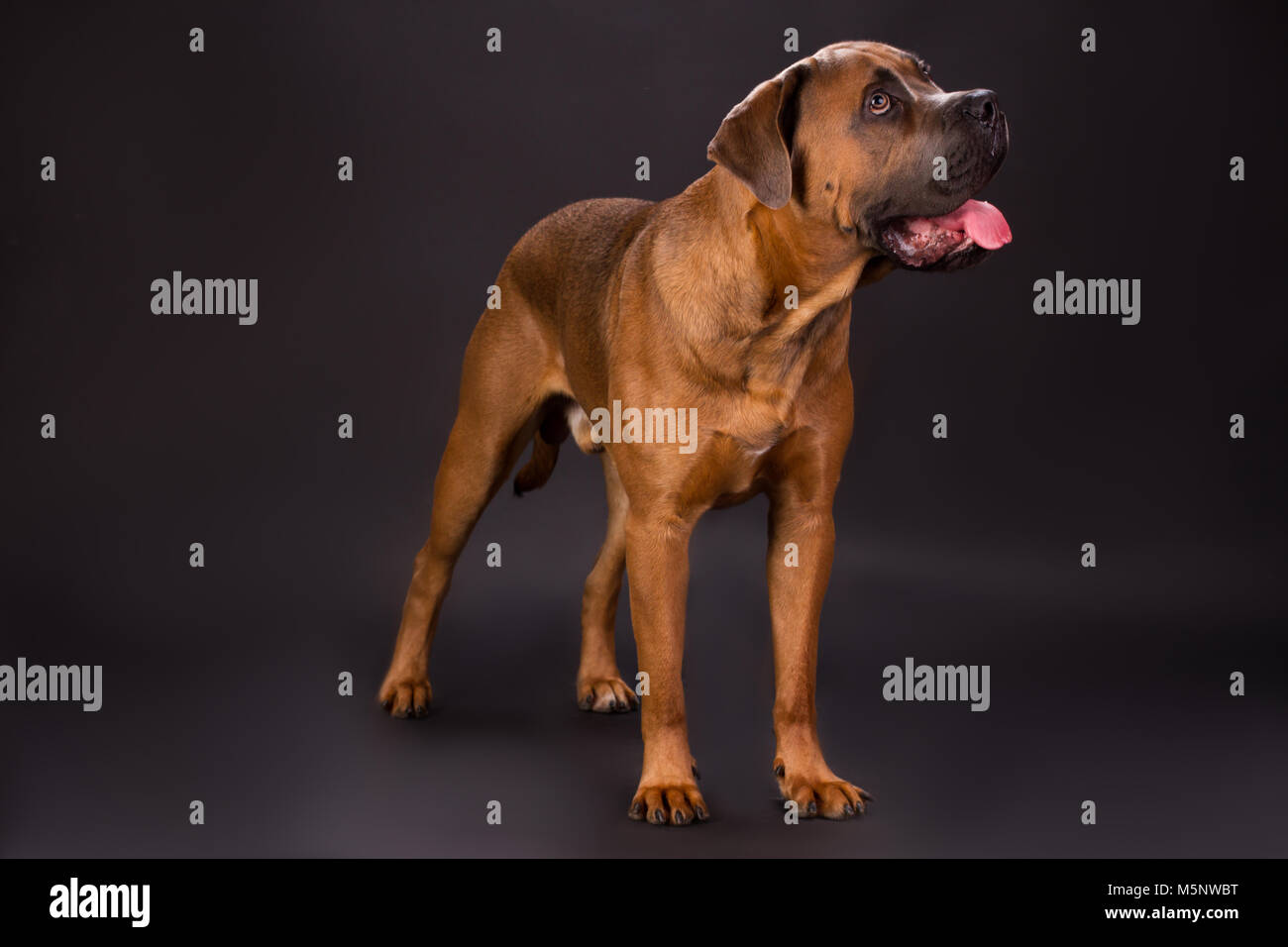Attractive young cane corso dog Stock Photo - Alamy