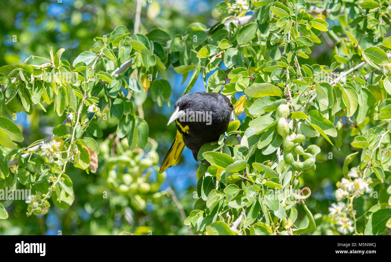 Yellow-winged Cacique (Cassiculus melanicterus) Perched in a Green ...