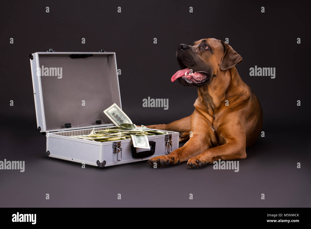 Suitcase full of cash and cane corso dog Stock Photo - Alamy