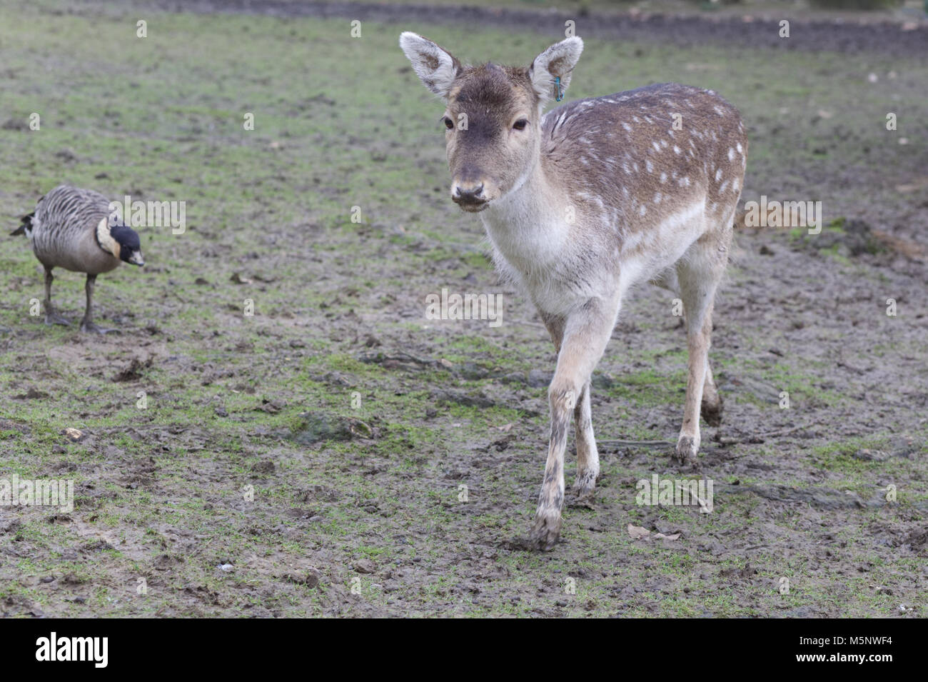 Goose and deer hi-res stock photography and images - Alamy