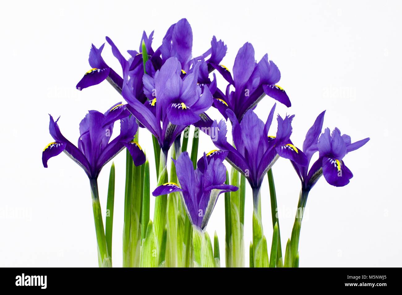 A beautiful vibrant Iris (Iris germanica) on a white background Stock ...