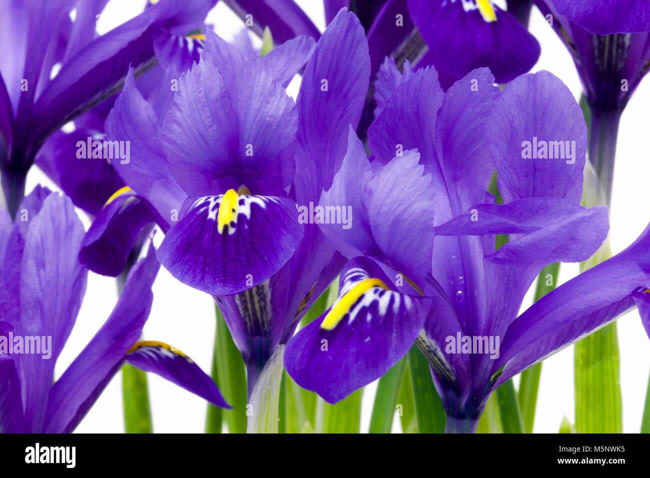 A beautiful vibrant Iris (Iris germanica) on a white background Stock ...