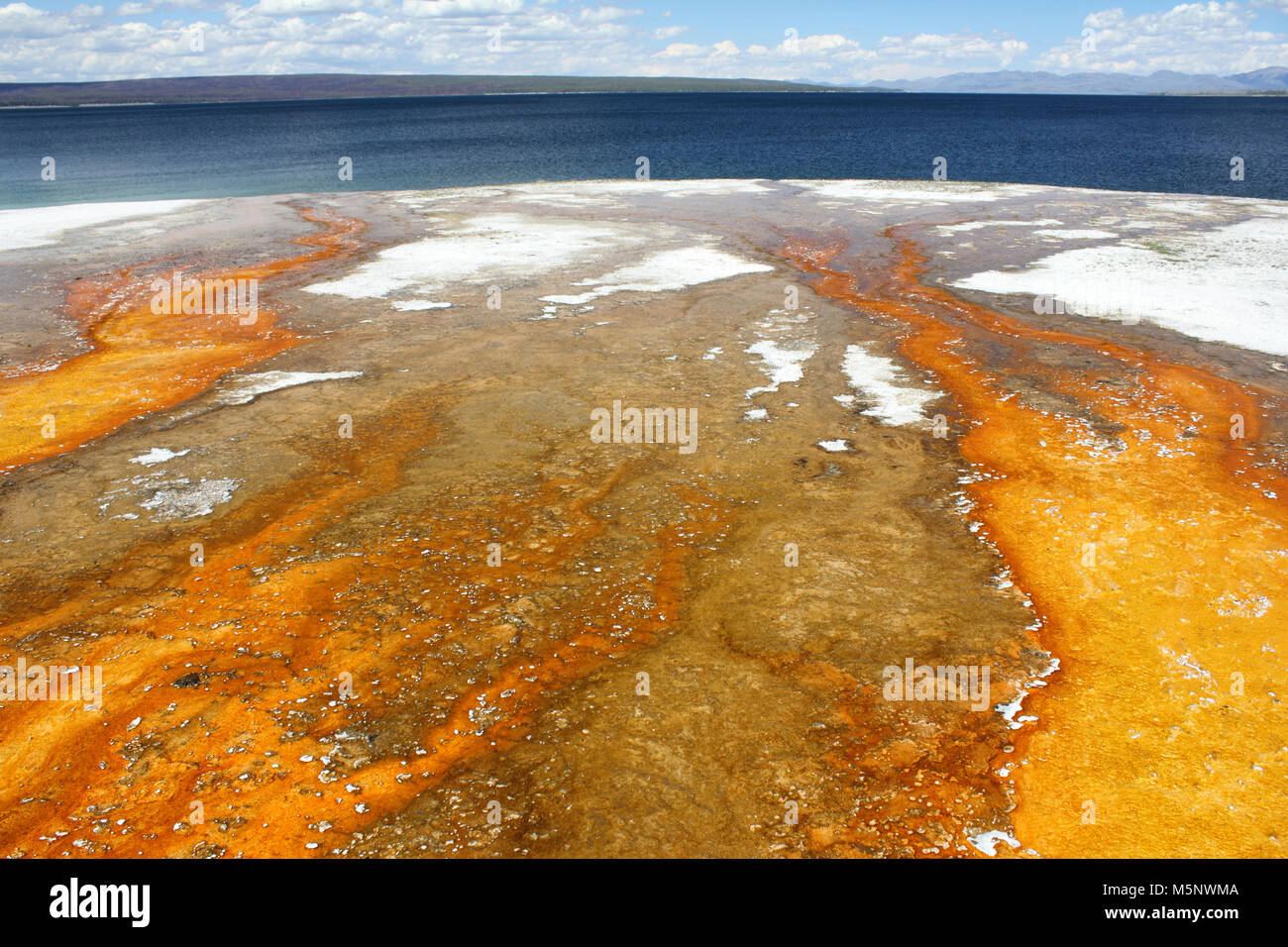 Bacterial mats below Black Pool, stretching toward Yellowstone Lake ...