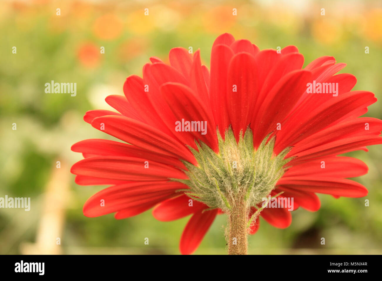 Red cut flower High Resolution Stock Photography and Images - Alamy
