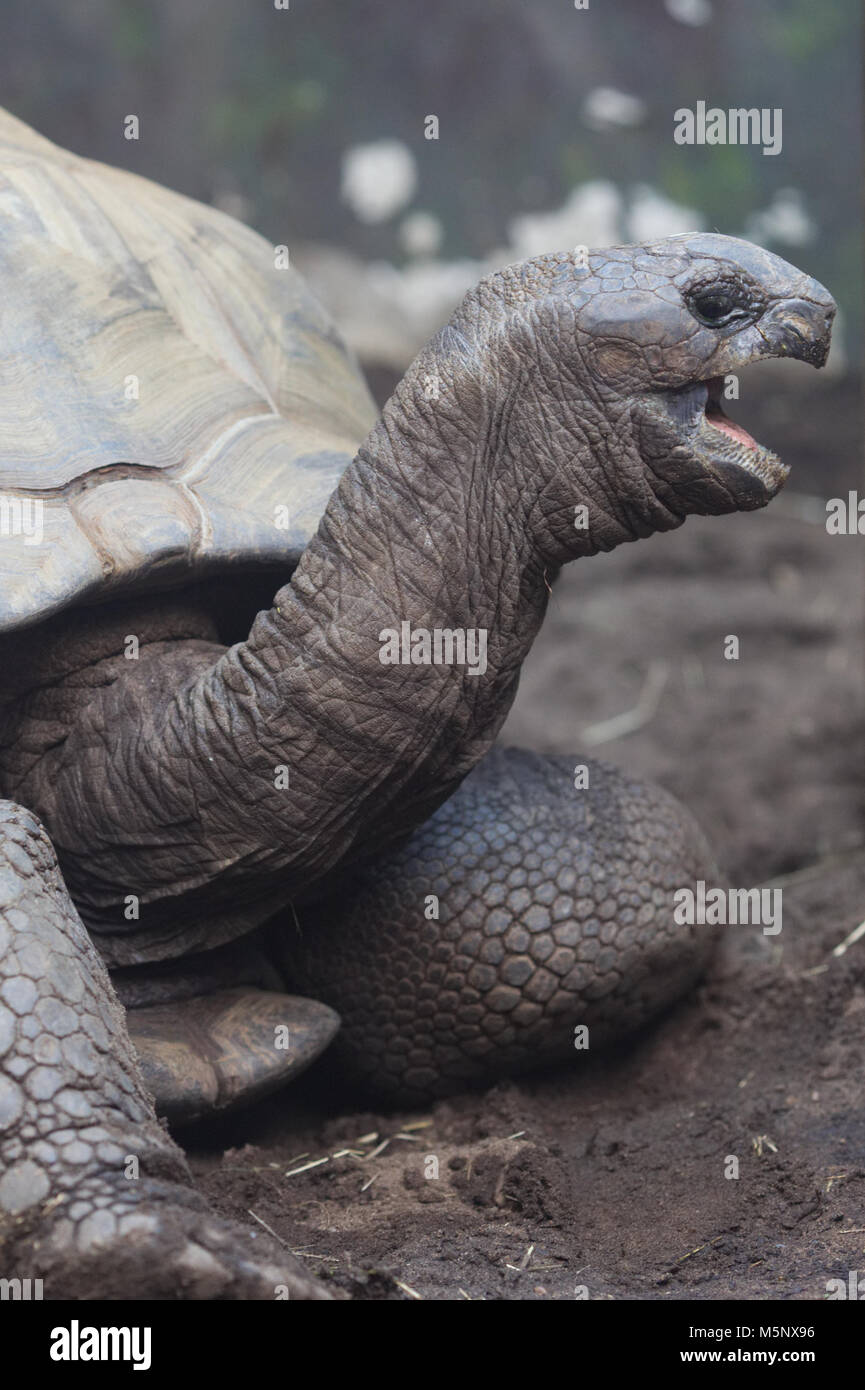 Aldabra giant tortoise Stock Photo - Alamy