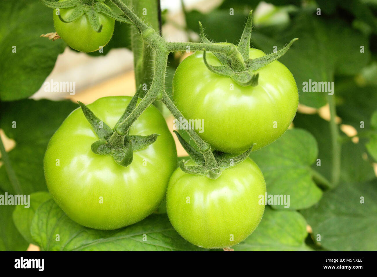 Tomato plant branches with fruits Stock Photo - Alamy