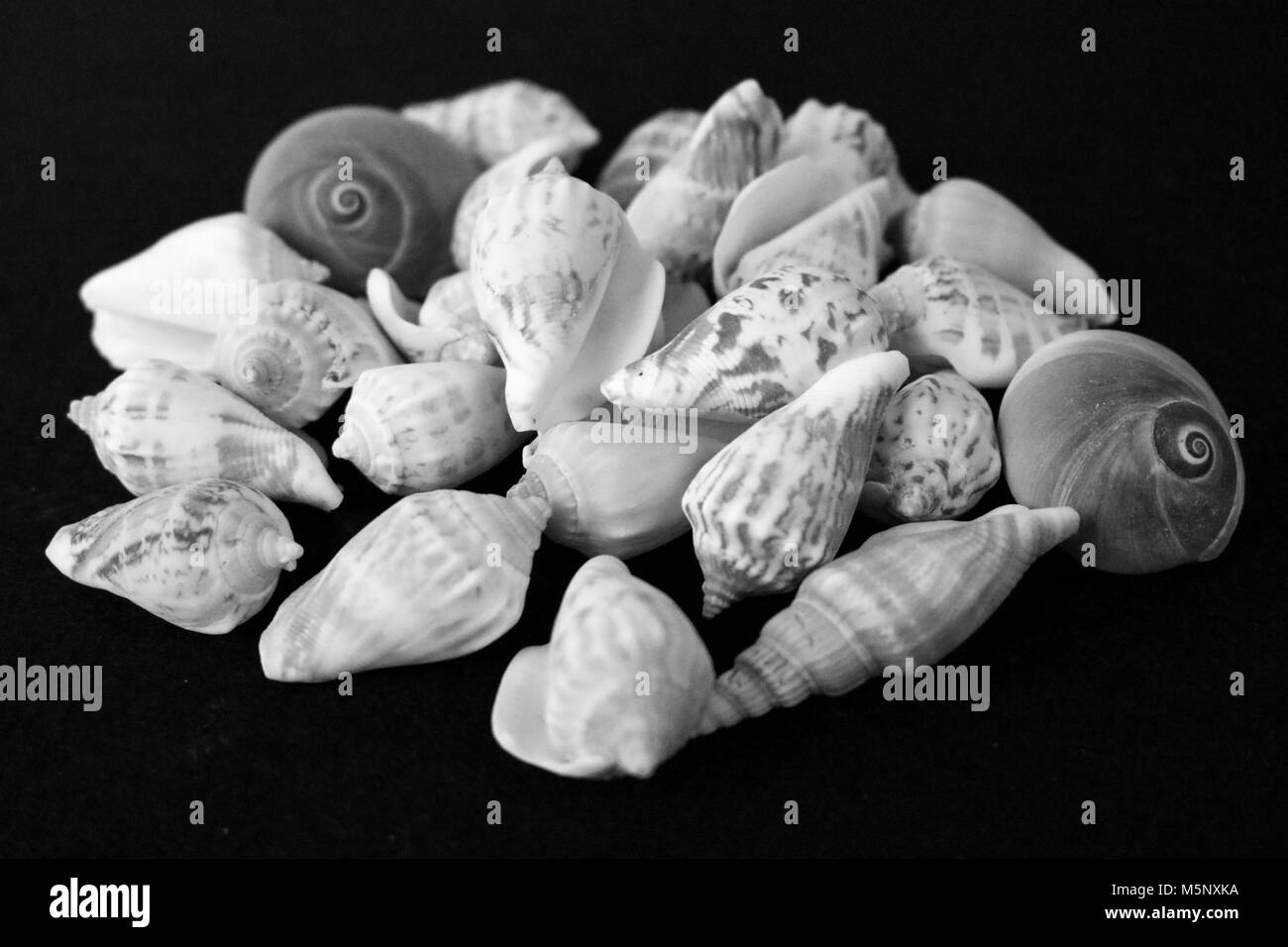 Sea shells B&W Stock Photo - Alamy
