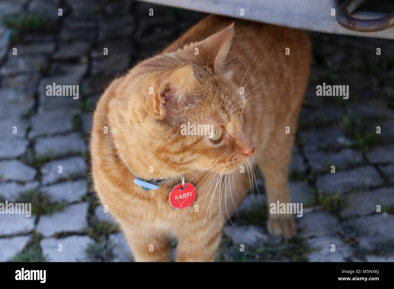 A cats life 2 Stock Photo - Alamy