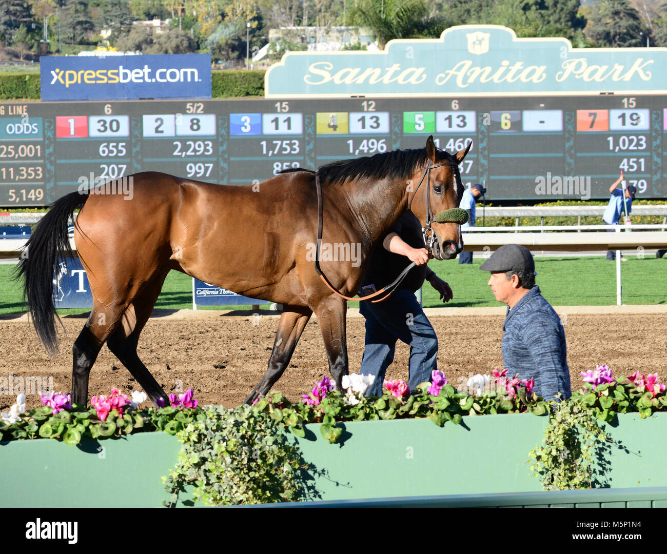 February 25, 2018 - TRIFECTA is led out of the winners circle after ...