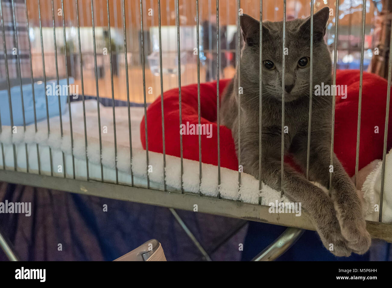 Cute cat in venice hi-res stock photography and images - Alamy