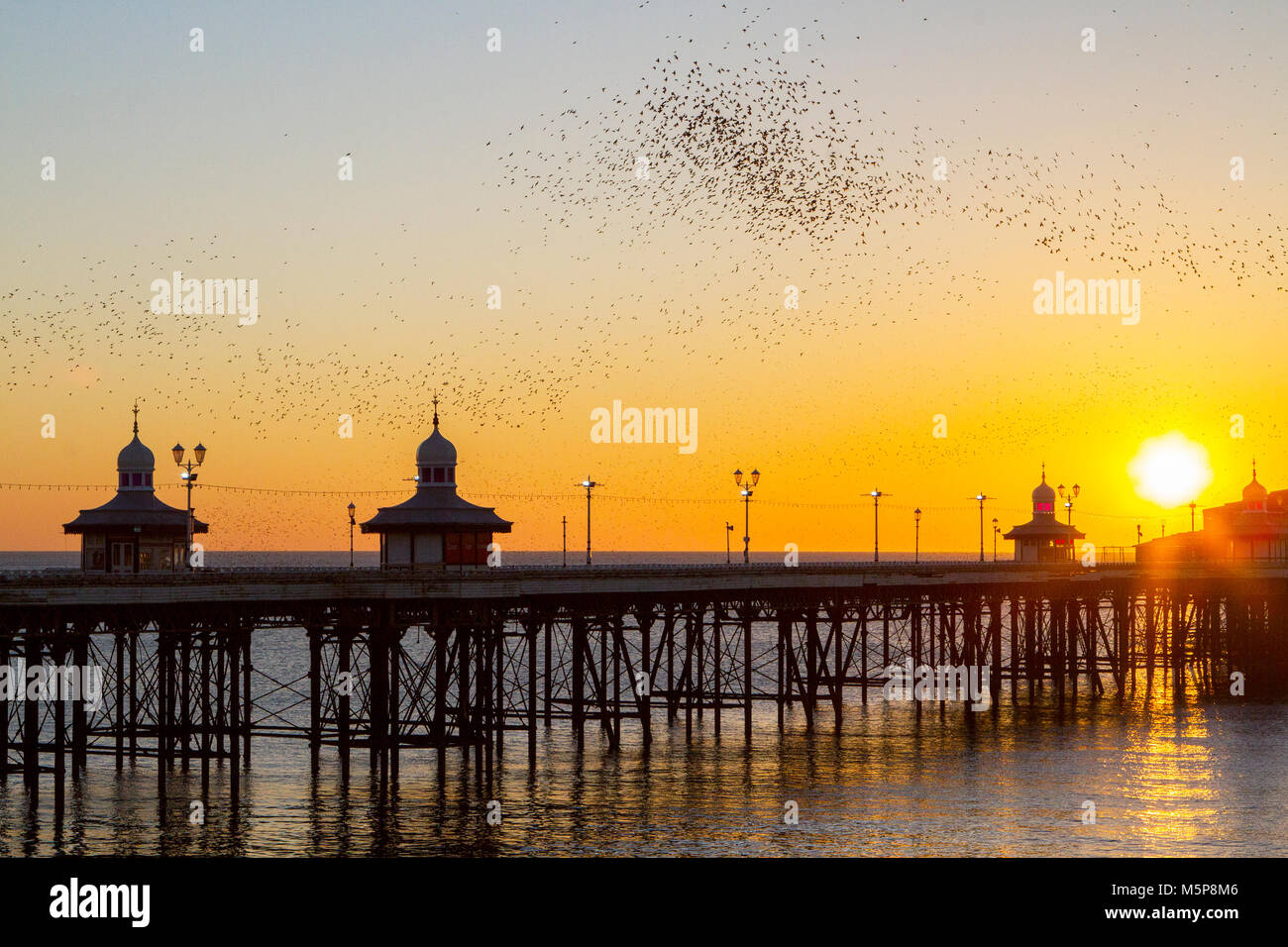 Flock fly animal starling flight swarm bird dusk murmuration at ...
