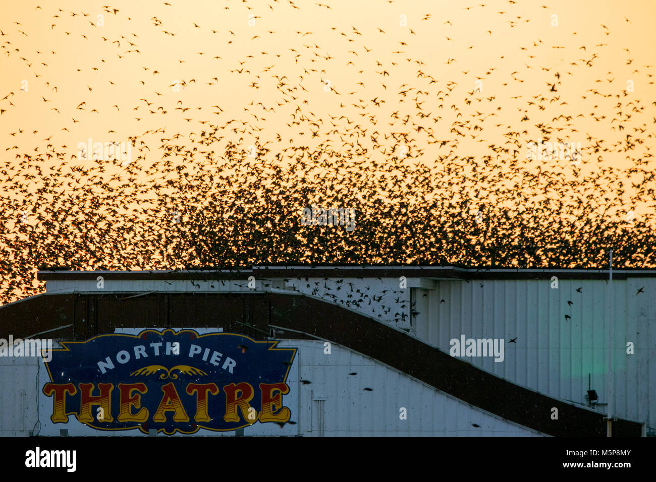 flock fly animal starling flight swarm bird dusk murmuration blackpool ...