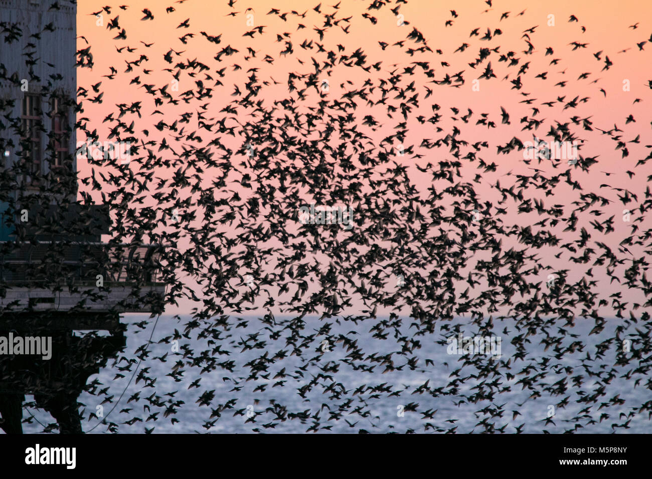 flock fly animal starling flight swarm bird dusk murmuration blackpool ...