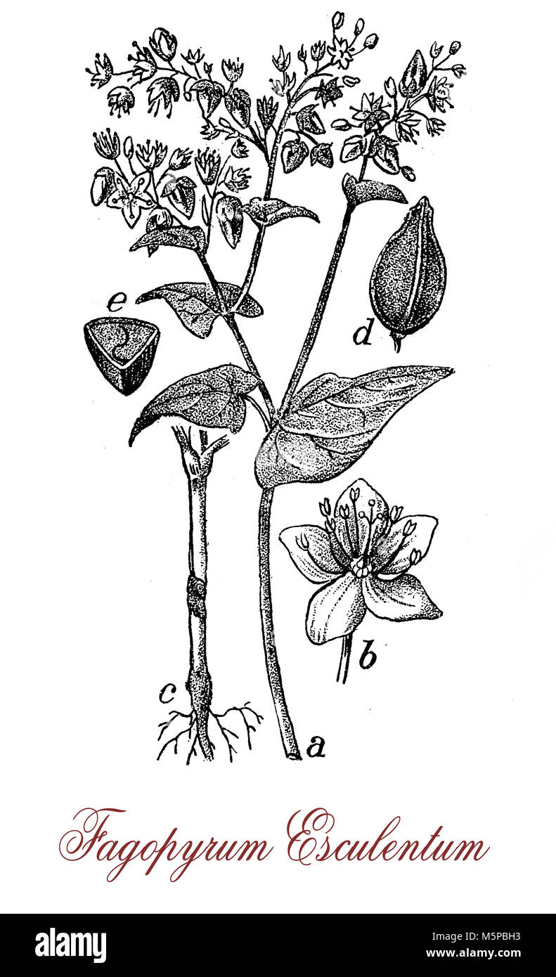 Engraving free Cut Out Stock Images & Pictures - Alamy