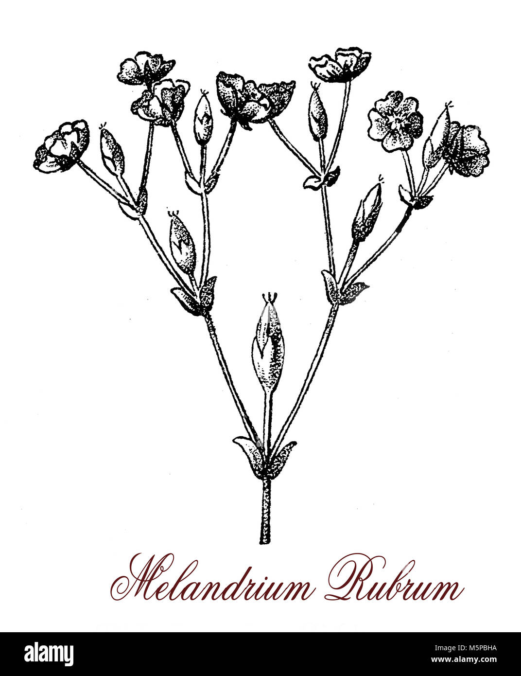 Red campion drawing hi-res stock photography and images - Alamy