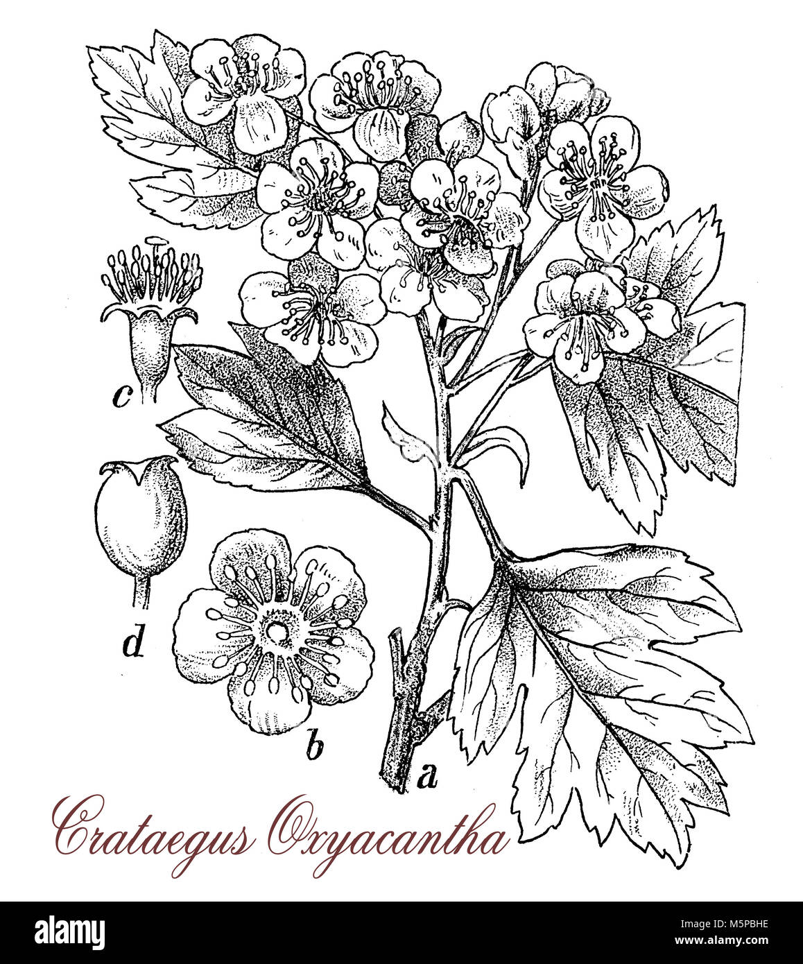 Hawthorn Flower Drawing