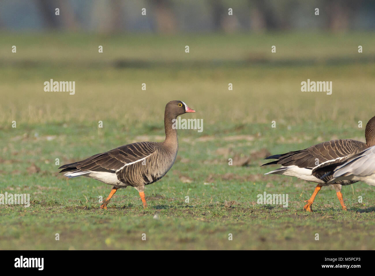 Lesser white fronted goose migration hi-res stock photography and ...
