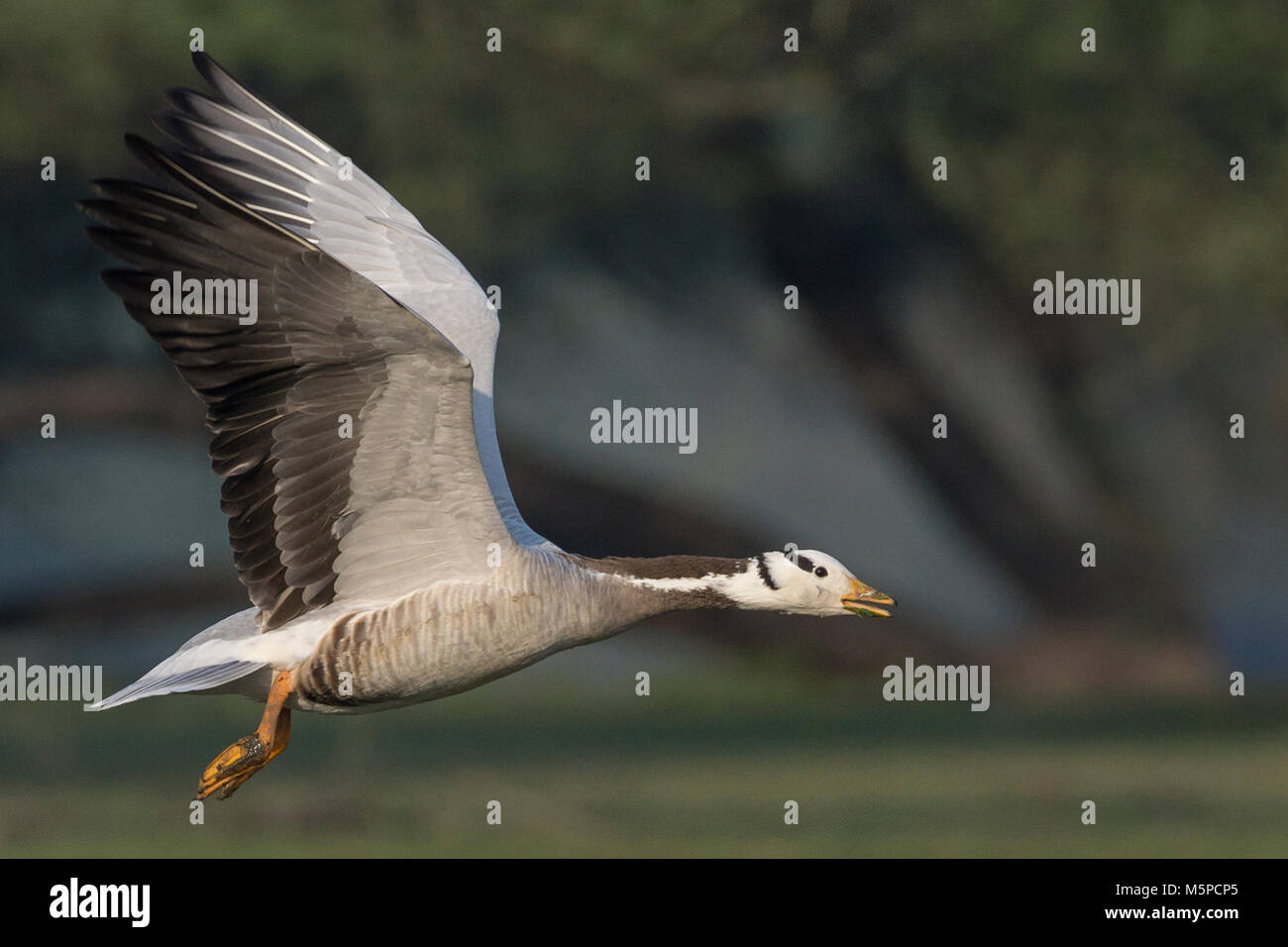 Bar-headed Goose (Anser indicus) in flight at Thol bird sanctuary ...