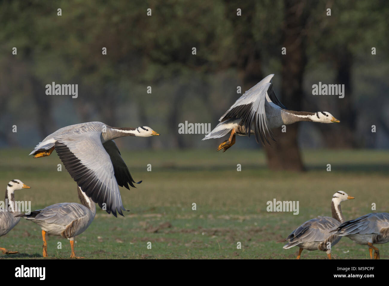 Bar headed goose flight hi-res stock photography and images - Alamy
