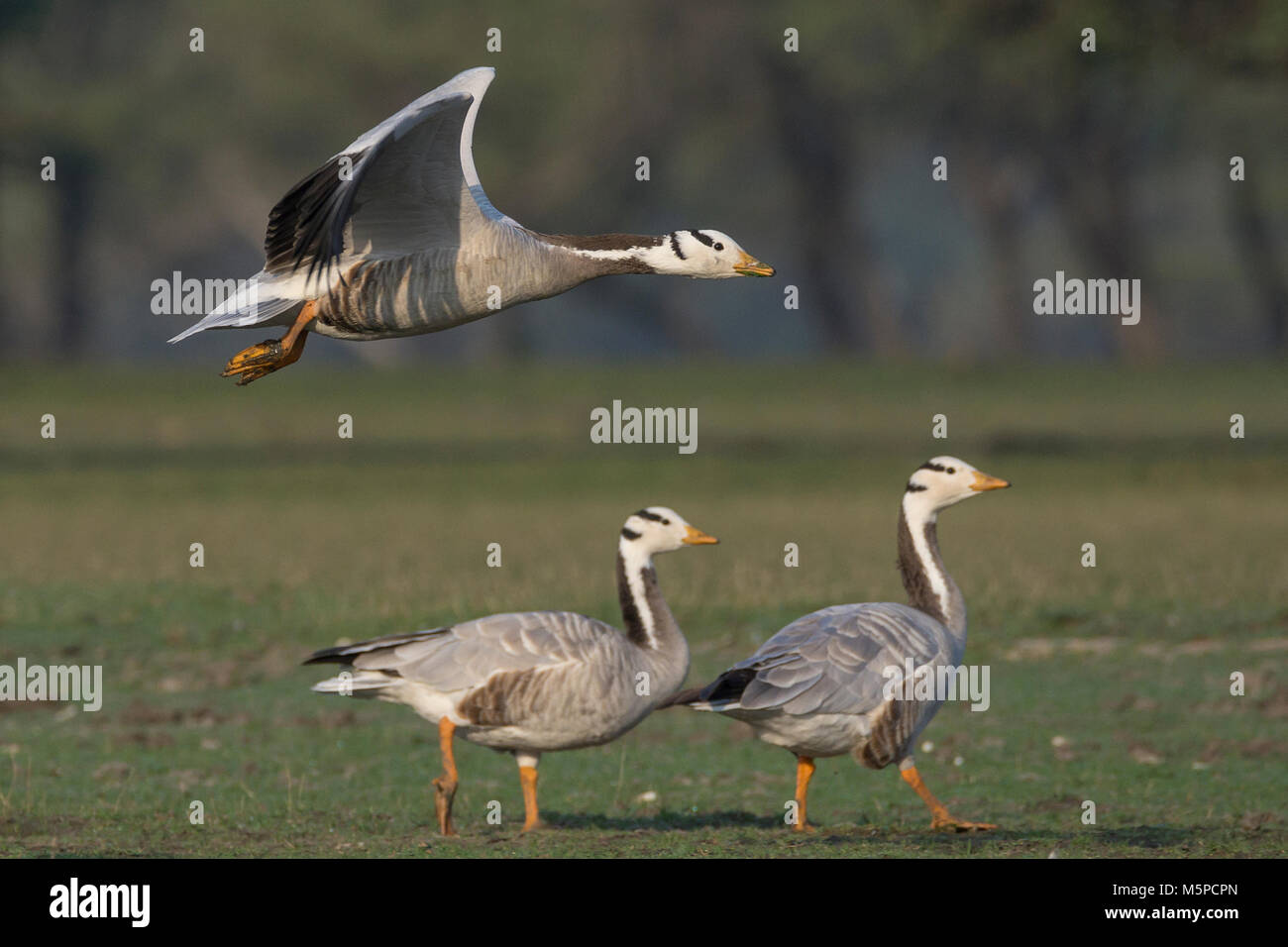 Bar-headed Geese (Anser indicus) in flight at Thol bird sanctuary ...