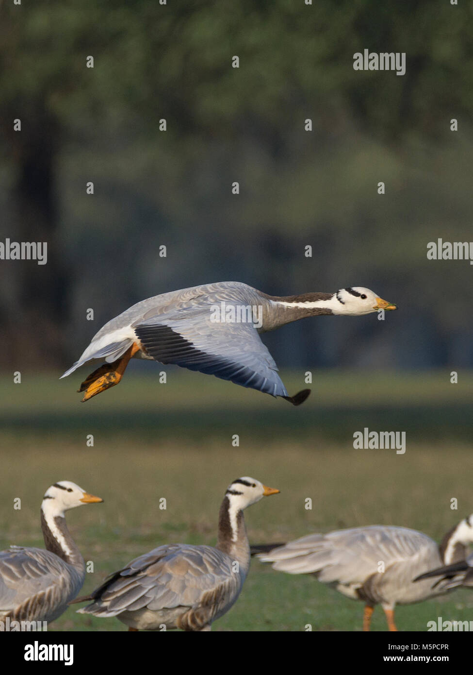 Bar headed goose flight hi-res stock photography and images - Alamy