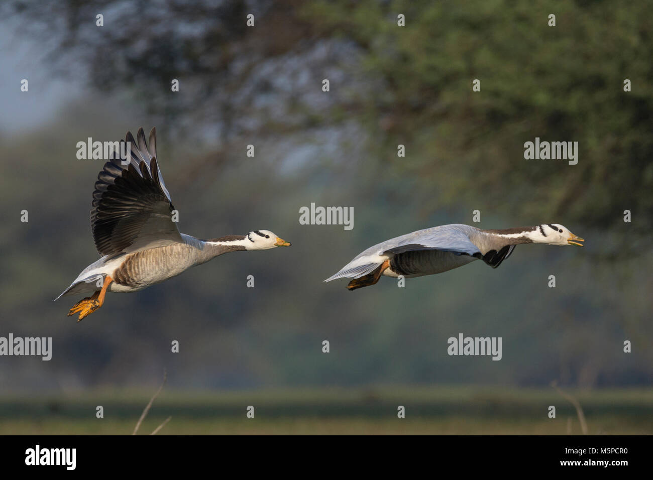 Bar headed goose flight hi-res stock photography and images - Alamy